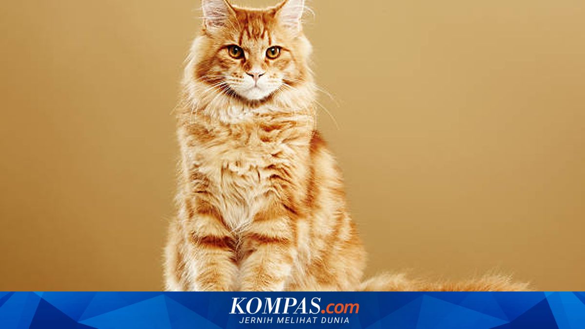 8 Ras Kucing Oren yang Menawan dan Ramah
