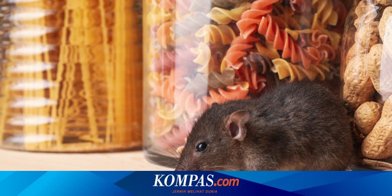 6 Makanan di Dapur yang Memicu Kehadiran Tikus