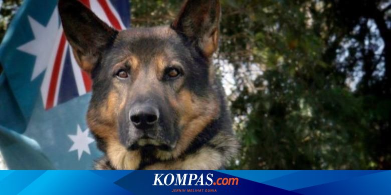 Anjing Militer Australia Kini Bisa Pensiun