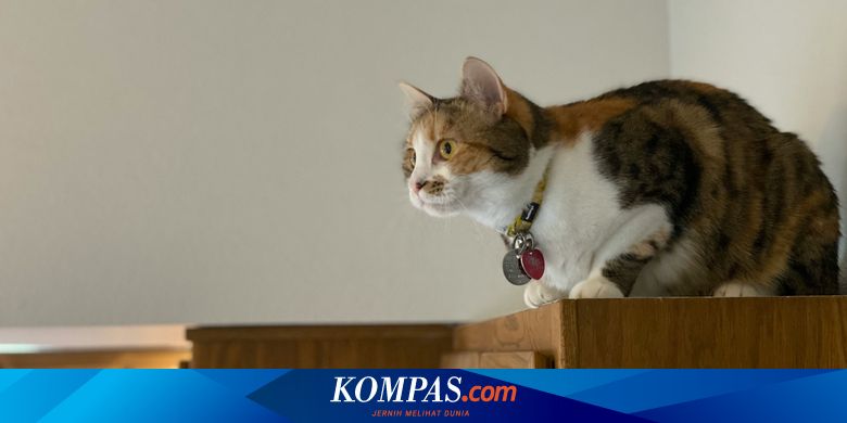 Mengapa Kucing Suka Naik ke Atas Lemari? Ini 5 Alasannya