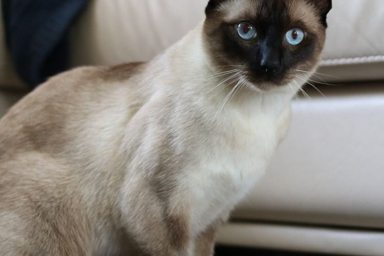 8 Ras Kucing Paling Penyayang, Jadi Hewan Peliharaan yang Menyenangkan