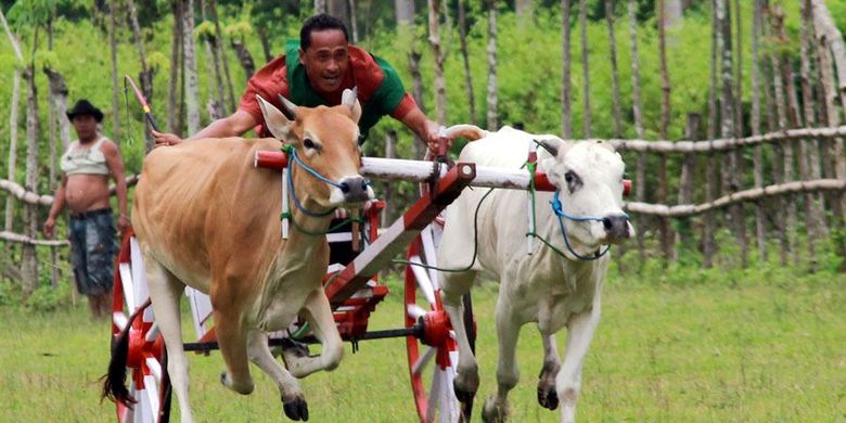 Tradisi Lebaran Ketupat di Gorontalo, 56 Pasang Sapi dan 25 Kuda Beradu ...