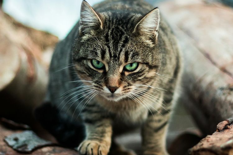 Bisakah Menjinakkan Kucing Liar Jadi Peliharaan seperti Bobby Kertanegara?