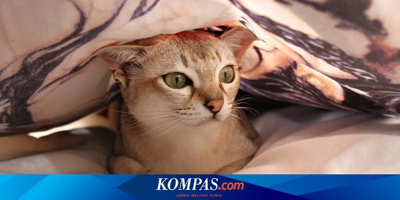 Kenapa Kucing Senang Bersembunyi di Bawah Selimut? Ini 5 Penyebabnya