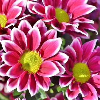 5 Tanaman yang Mirip Bunga Daisy, Enggak Kalah Cantik