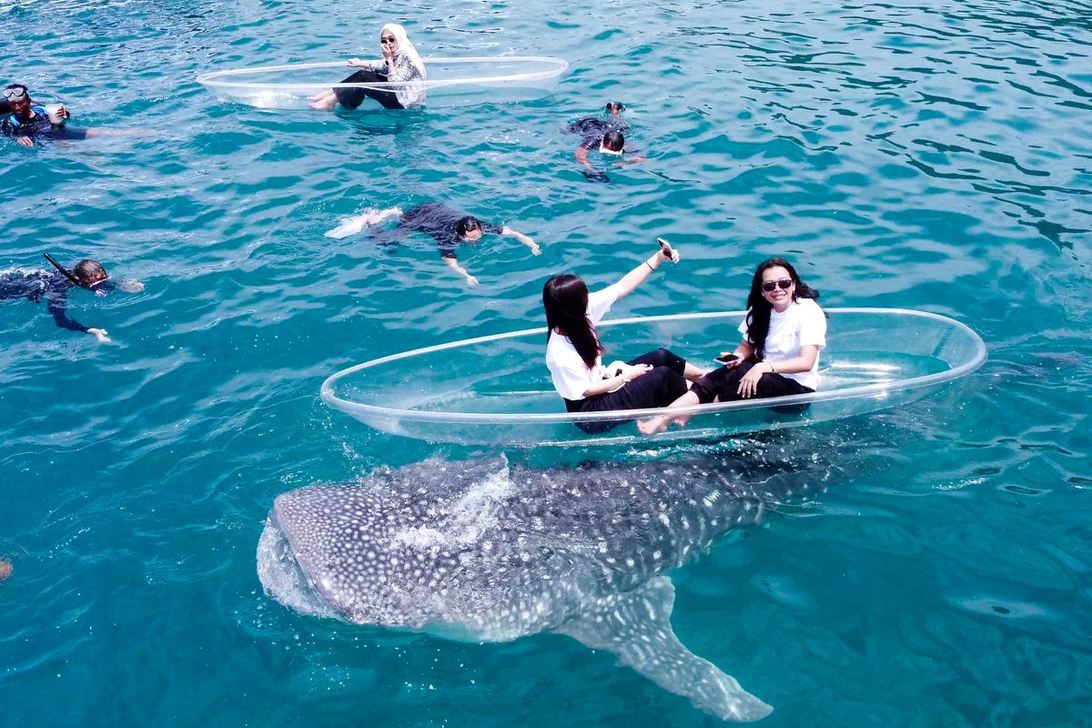 Pentingnya Kawasan Hiu Paus di Gorontalo bagi Geopark Nasional...