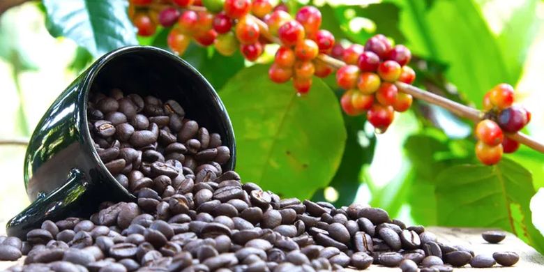 Empowering Local Community through Gayo Coffee Harvest Festival in ...