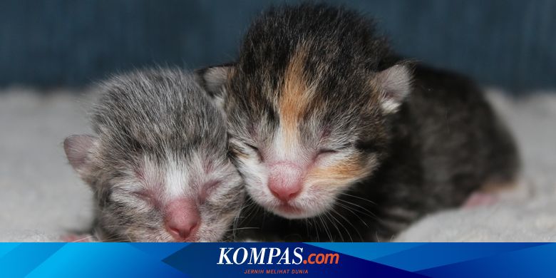 Begini Cara Merawat Anak Kucing yang Baru Lahir