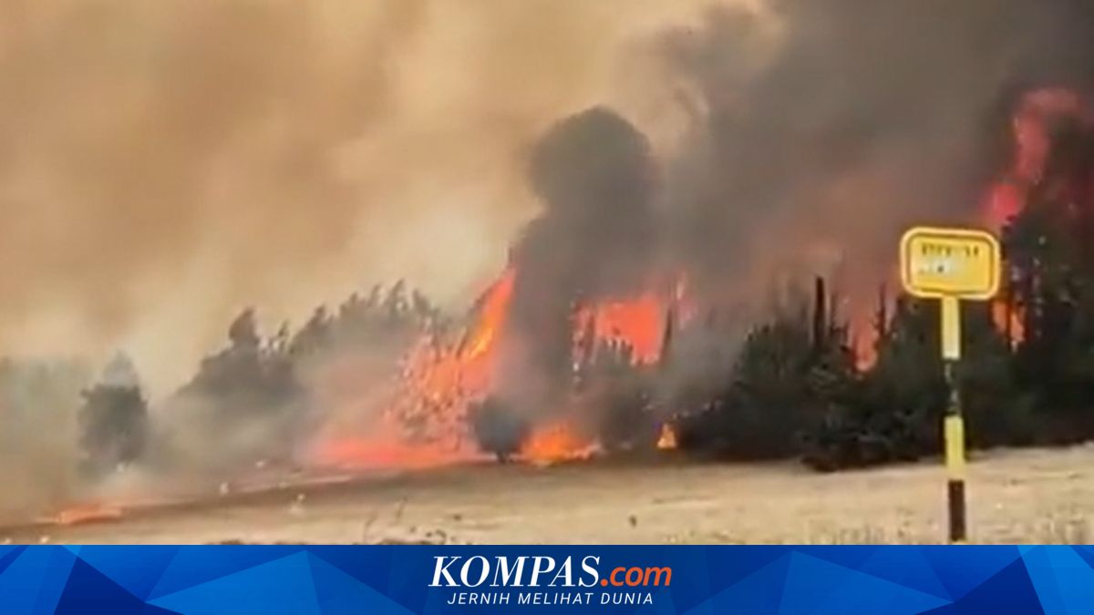 Kebakaran Hutan Israel: Negara-negara Ini Langsung Kirim Pesawat Pemadam