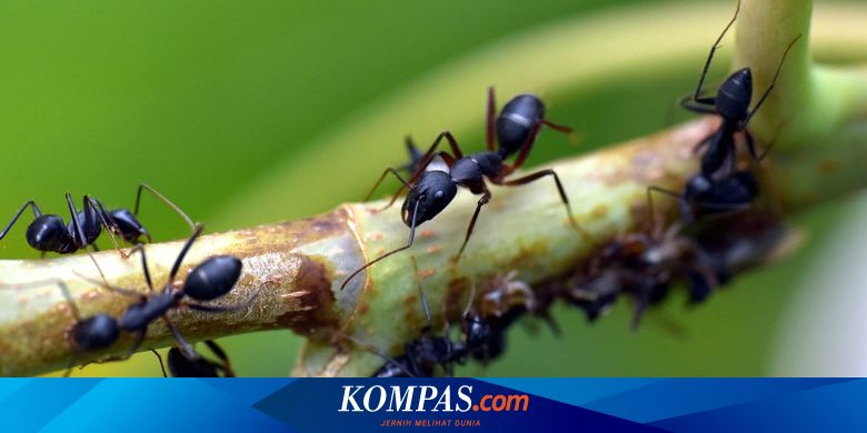Pola Wajah Semut yang Rumit Punya Manfaat Tak Terduga