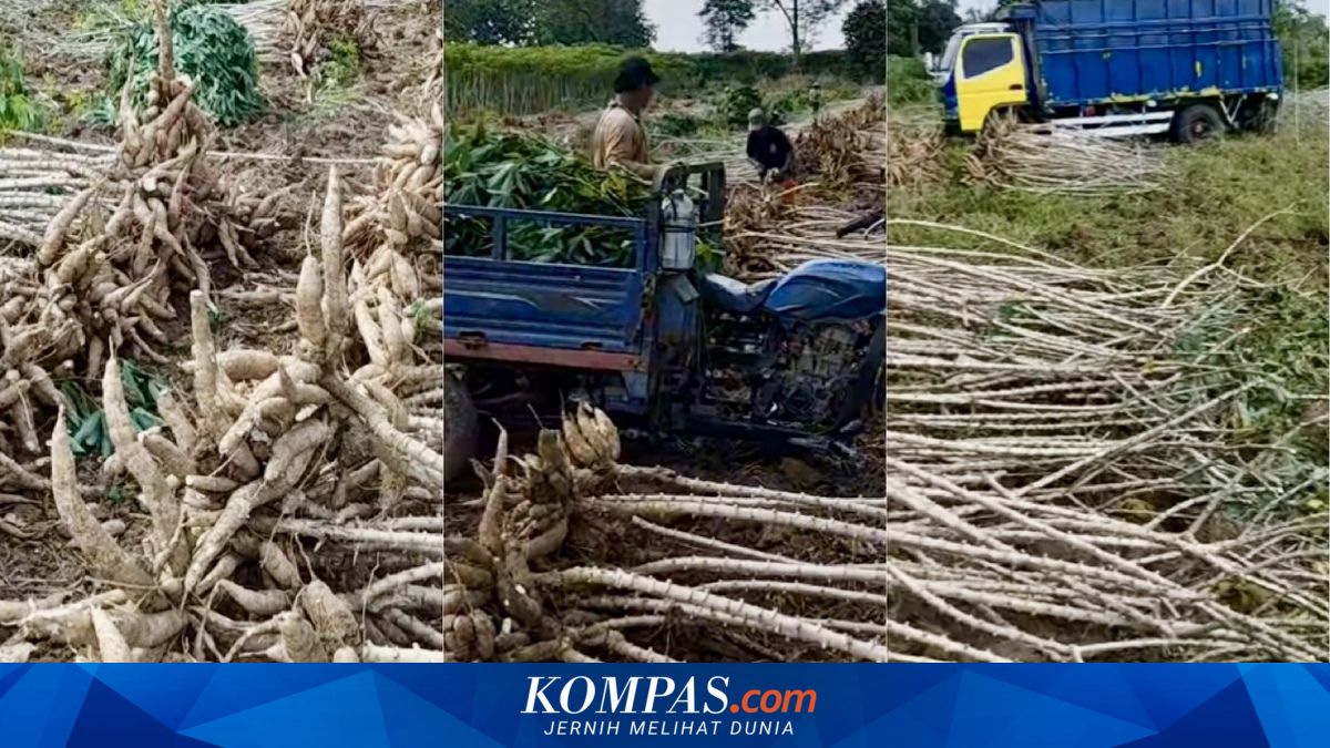 Panen tapi Pabrik Tapioka Tutup, Petani Lampung: Singkong Mau Dibawa ke ...