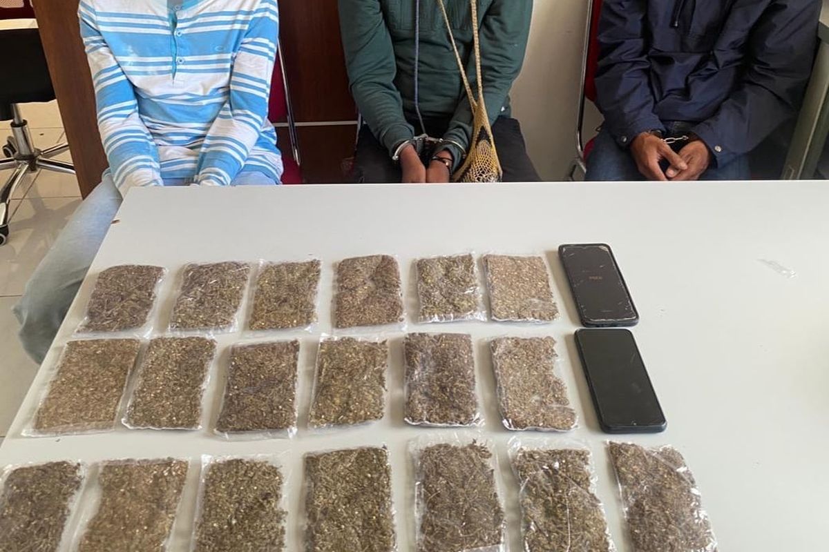 Polda Maluku Utara Amankan 19 Bungkus Ganja dari Papua, 3 Orang Ditangkap