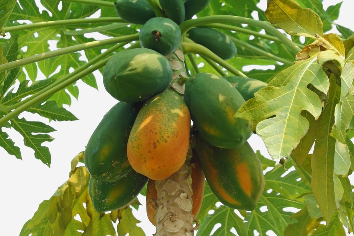 Cara Menanam Pepaya di Pot Dalam Ruangan