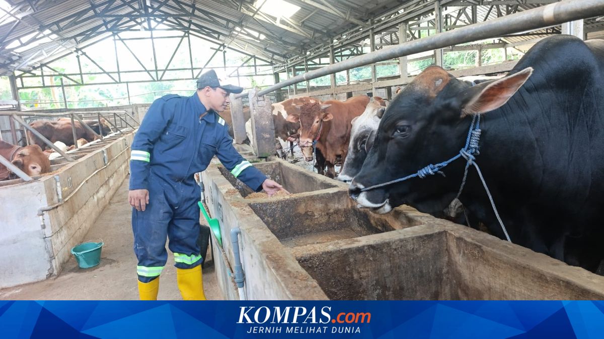Tembus Rp 23 Juta Per Ekor, Sapi Kurban Limosin dan Simmental Paling ...