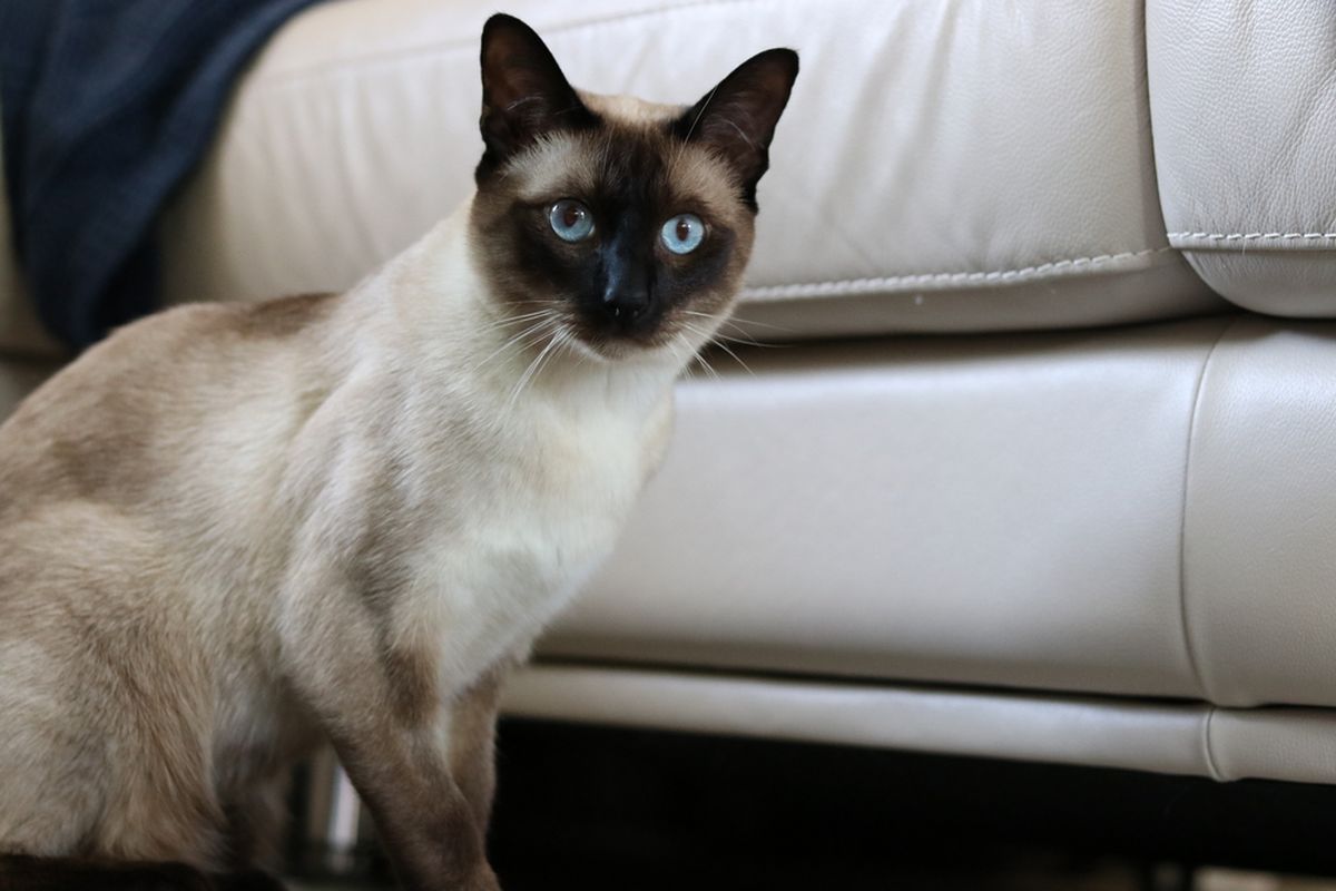 Catat, 9 Cara Mudah Menjaga Kucing Peliharaan Tetap Sehat