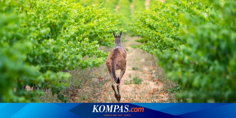 4 Daya Tarik Adelaide di Australia Selatan, Ada Tur dan Satwa Unik