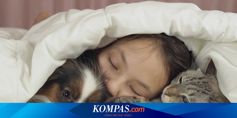 12 Tanda Kucing Bahagia dengan Pemiliknya