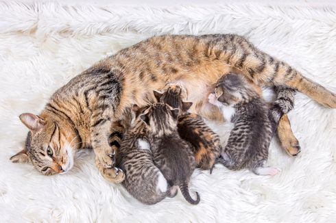 Berita Terkini Harian Berapa Lama Waktu Yang Dibutuhkan Kucing Untuk ...