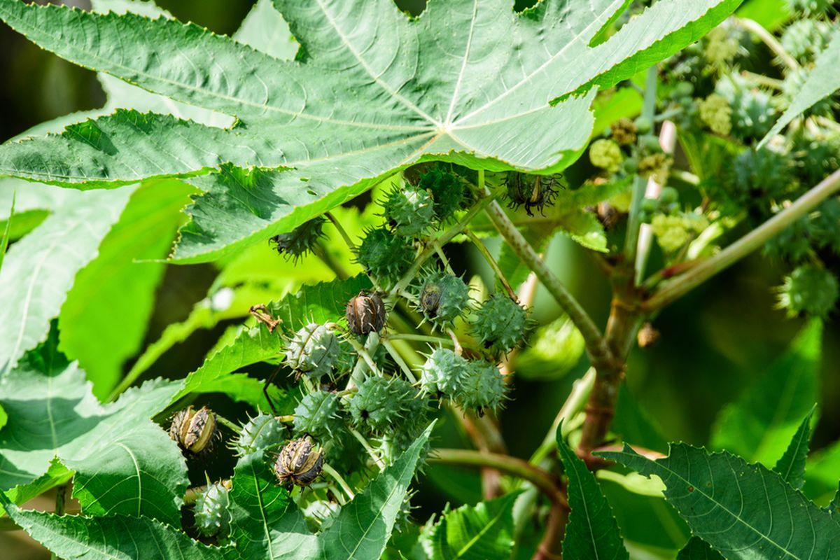 Benarkah Getah Daun Jarak Bisa Obati Sakit Gigi? Ini Penjelasan Dokter