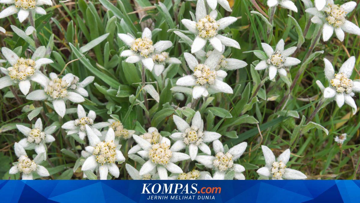 Mengenal Bunga Edelweiss, dari Arti, Asal, hingga Manfaat