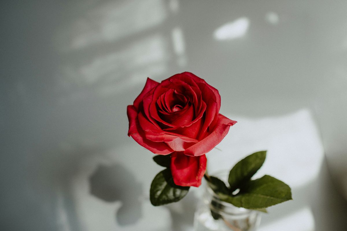 Mawar, Tulip, atau Lili? Inilah Arti Bunga untuk Mengungkapkan Cinta ...