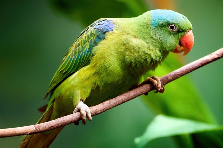 7 Fakta Menarik Burung Beo, Bisa Hidup Lebih dari 80 Tahun