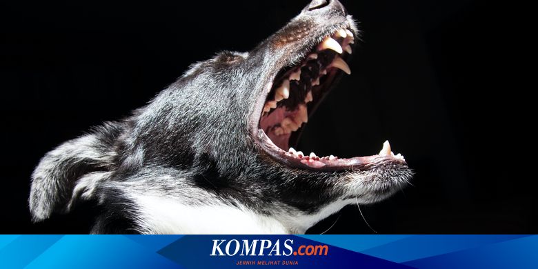 Tren Menggonggong pada Anjing Viral di TikTok, Ini Kata Pakar Hewan