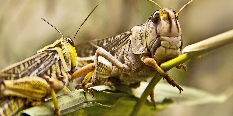 Cara Mengendalikan Hama Belalang pada Tanaman Kelapa