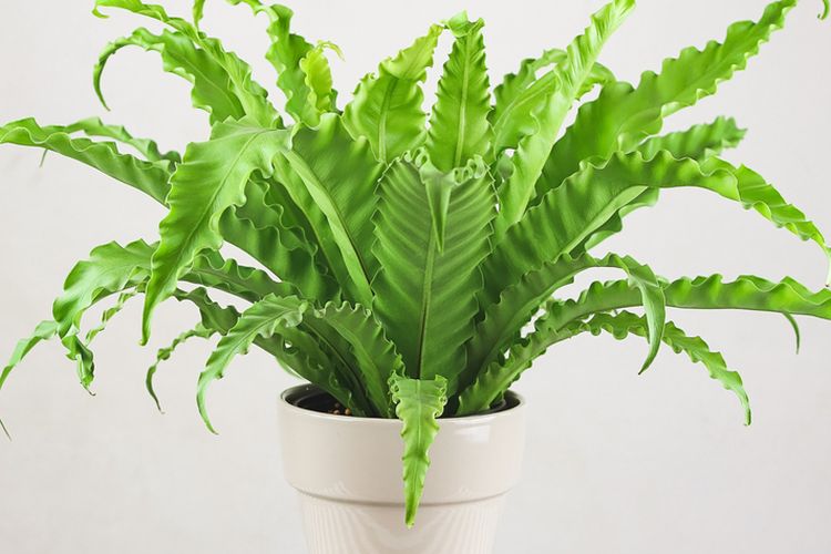 7 Jenis Pakis yang Cocok Jadi Tanaman Hias, Bisa Mempercantik Ruangan