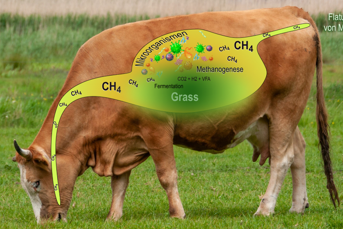 Mengapa Sapi Mengeluarkan Gas Metana?