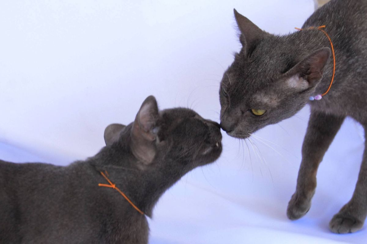 Pulau Raas, Rumah dan Mitos Sang Kucing Busok yang Terancam Punah