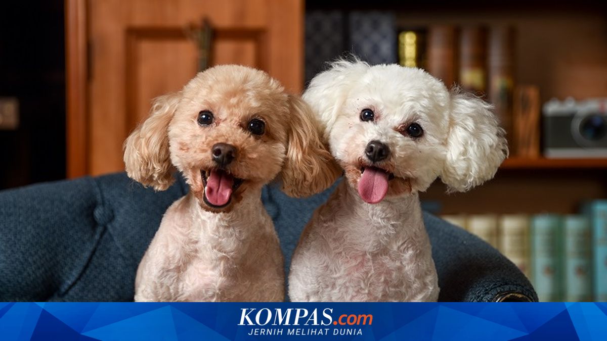 4 Ras Anjing Kecil yang Mirip Boneka dan Cocok Dipelihara Pemula