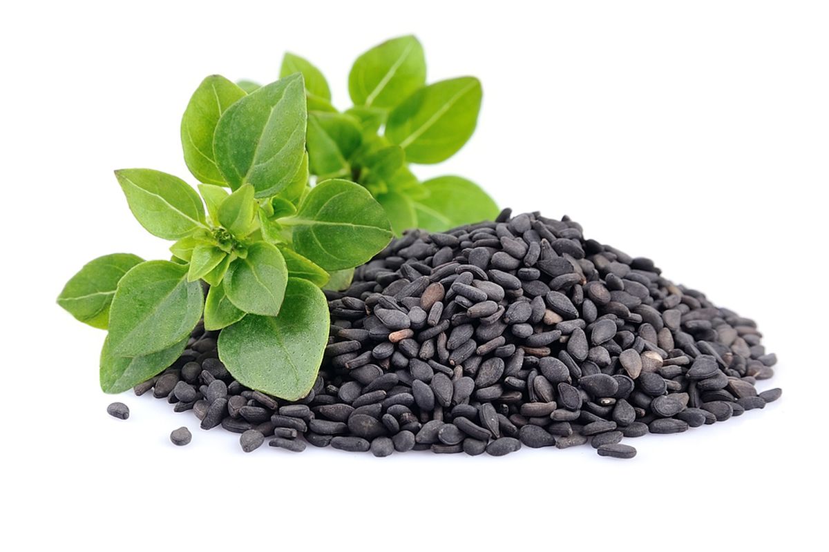 Cara Mudah Menanam Benih Kemangi