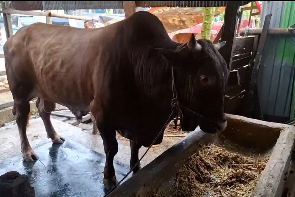 Berat Sapi Kurban Presiden Prabowo di Samarinda Capai 844 Kilogram