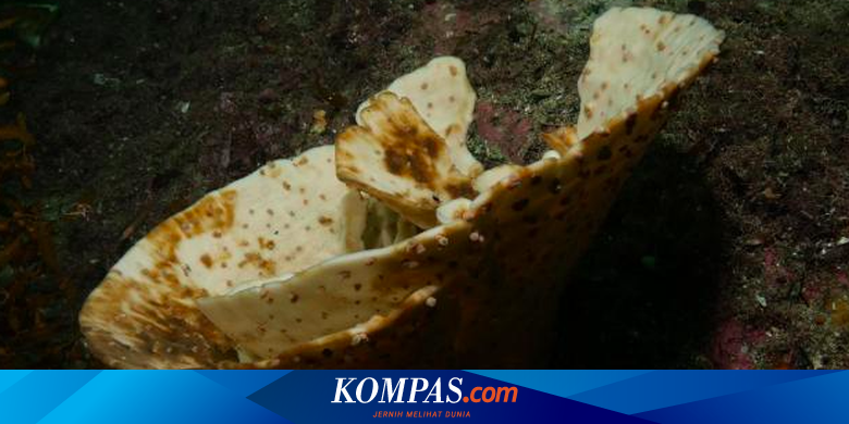 Spons Laut di Selandia Baru Terdampak Perubahan Iklim, Ini Studinya