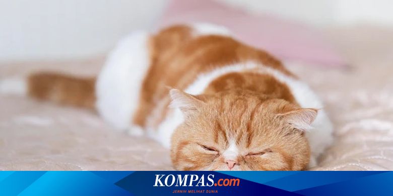 Mengetahui 13 Gaya Kucing Tidur dan Artinya