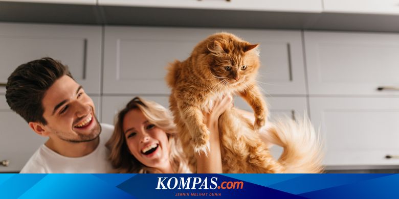 Perbedaan Sifat Kucing Betina dan Jantan, Apa Saja?