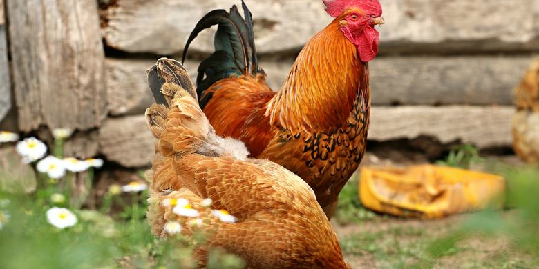 Berita Terkini Harian Lagu Pitik Tukung Terbaru Hari Ini - Kompas.com