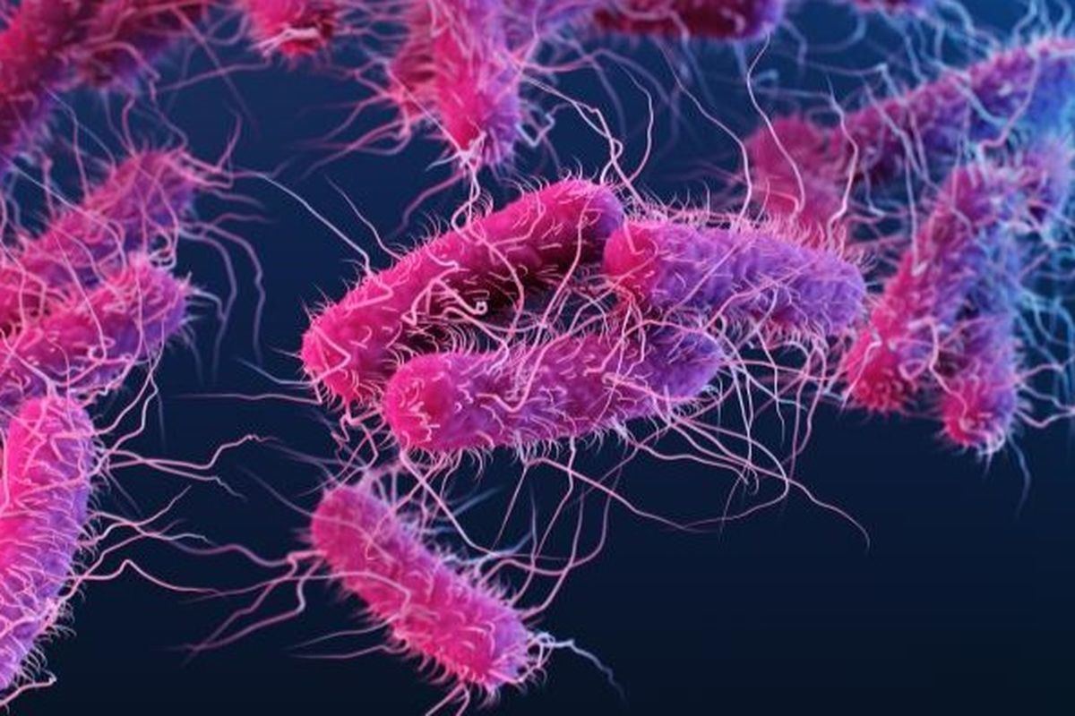 Menu MBG di Bogor Mengandung E Coli dan Salmonella, Apa Dampaknya jika ...