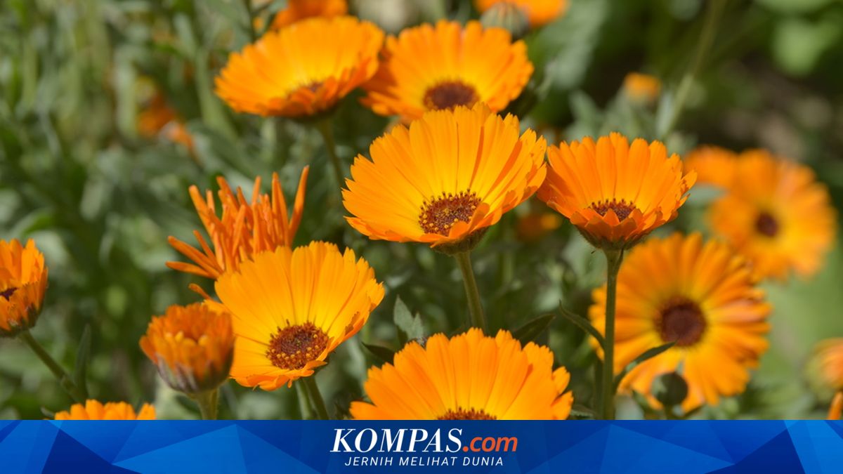 7 Bunga Berwarna Oranye yang Cantik dan Menawan
