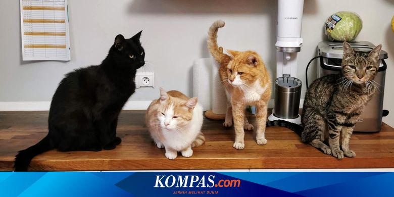 Kucing Tiba-tiba Nakal? Ini Penjelasan Dokter Hewan