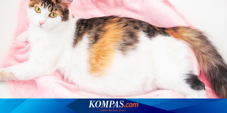 Berapa Lama Kucing Hamil dan Apa yang Terjadi Selama Kehamilan?