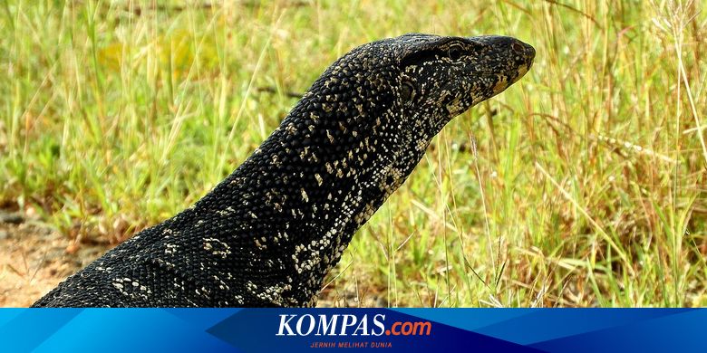 Habitat Biawak dan Makanannya