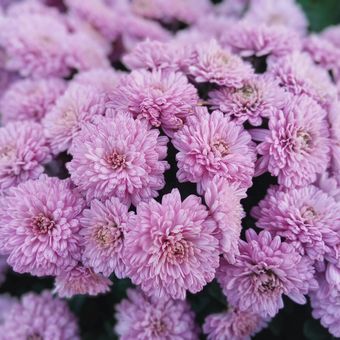 9 Bunga yang Dapat Membawa Keberuntungan ke Rumah