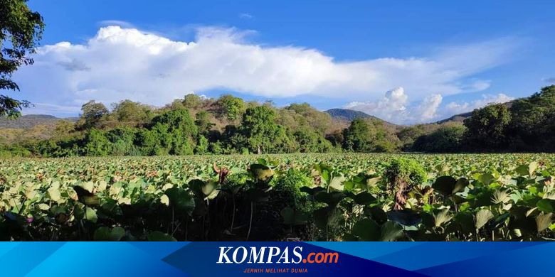 Bunga Teratai Rana Tonjong di Manggarai Timur, NTT Mulai Mekar
