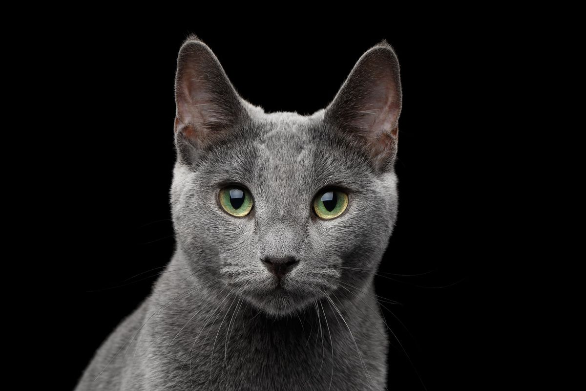 Usia Berapa Kucing Dianggap Sudah Tua?