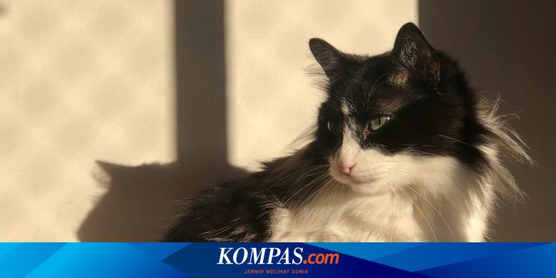 3 Alasan Kucing Suka Berjemur