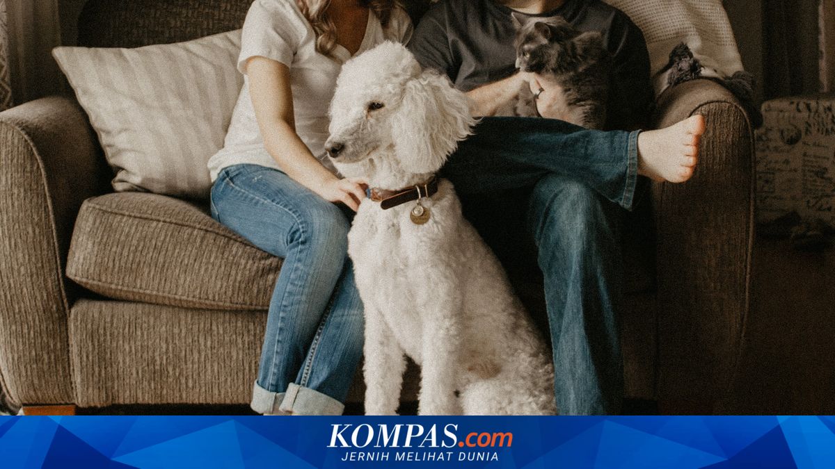 5 Tips Mencegah Alergi Hewan Peliharaan Tanpa Perlu Merusak Hubungan