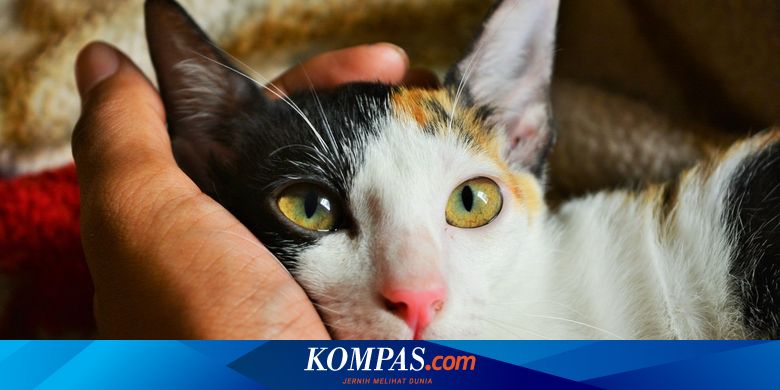 Kenapa Kucing Menatap Kita? Ternyata Ini Alasannya