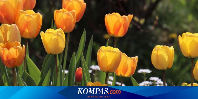 18 Bunga yang Memiliki Makna Mendalam, Simbol Cinta dan Kekuatan